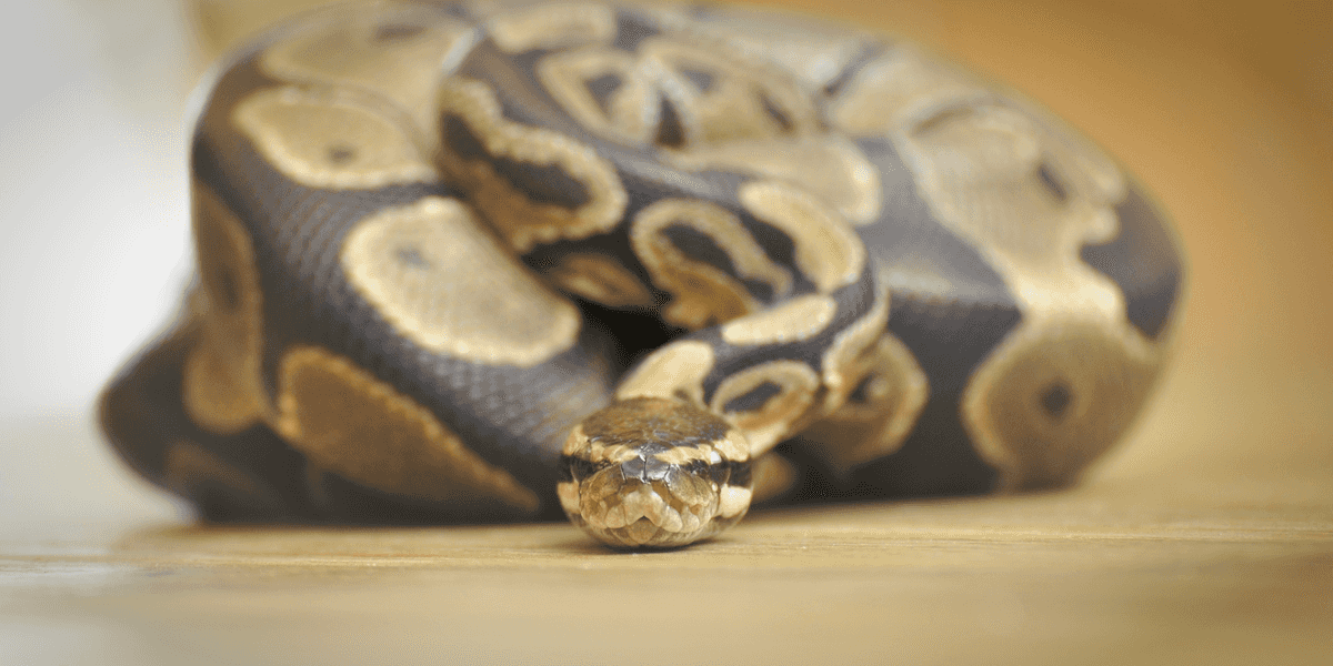 Executer du Python dans un workflow Oozie | Adaltas Executer du Python dans un workflow Oozie | Adaltas